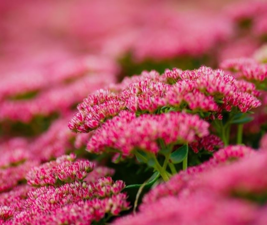 Septic Safe Plants for Your Yard | Best Plants for Septic Drain Field